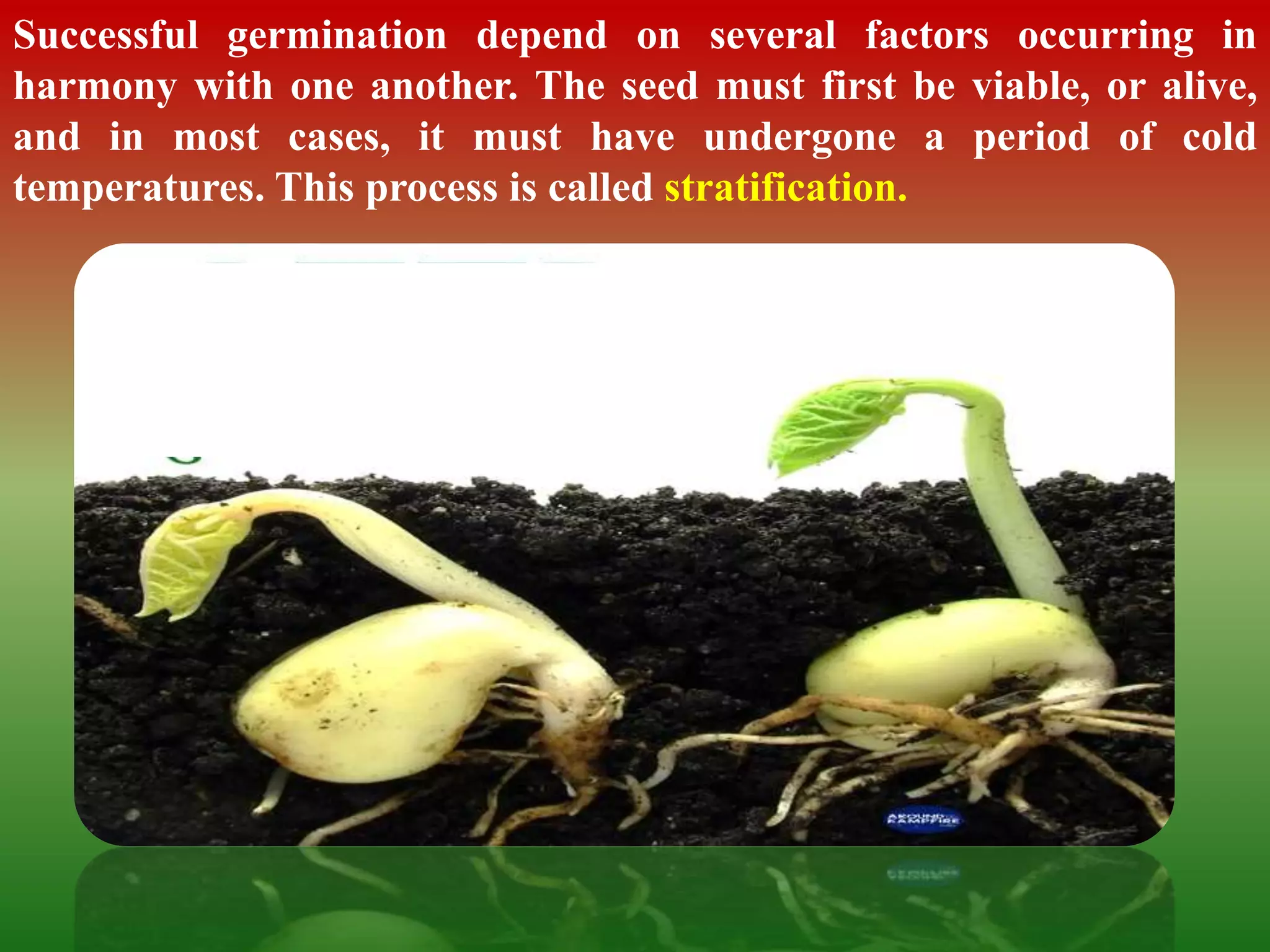 SEED GERMINATION- CLASS-V ENVIRONMENTAL STUDIES | PPTX