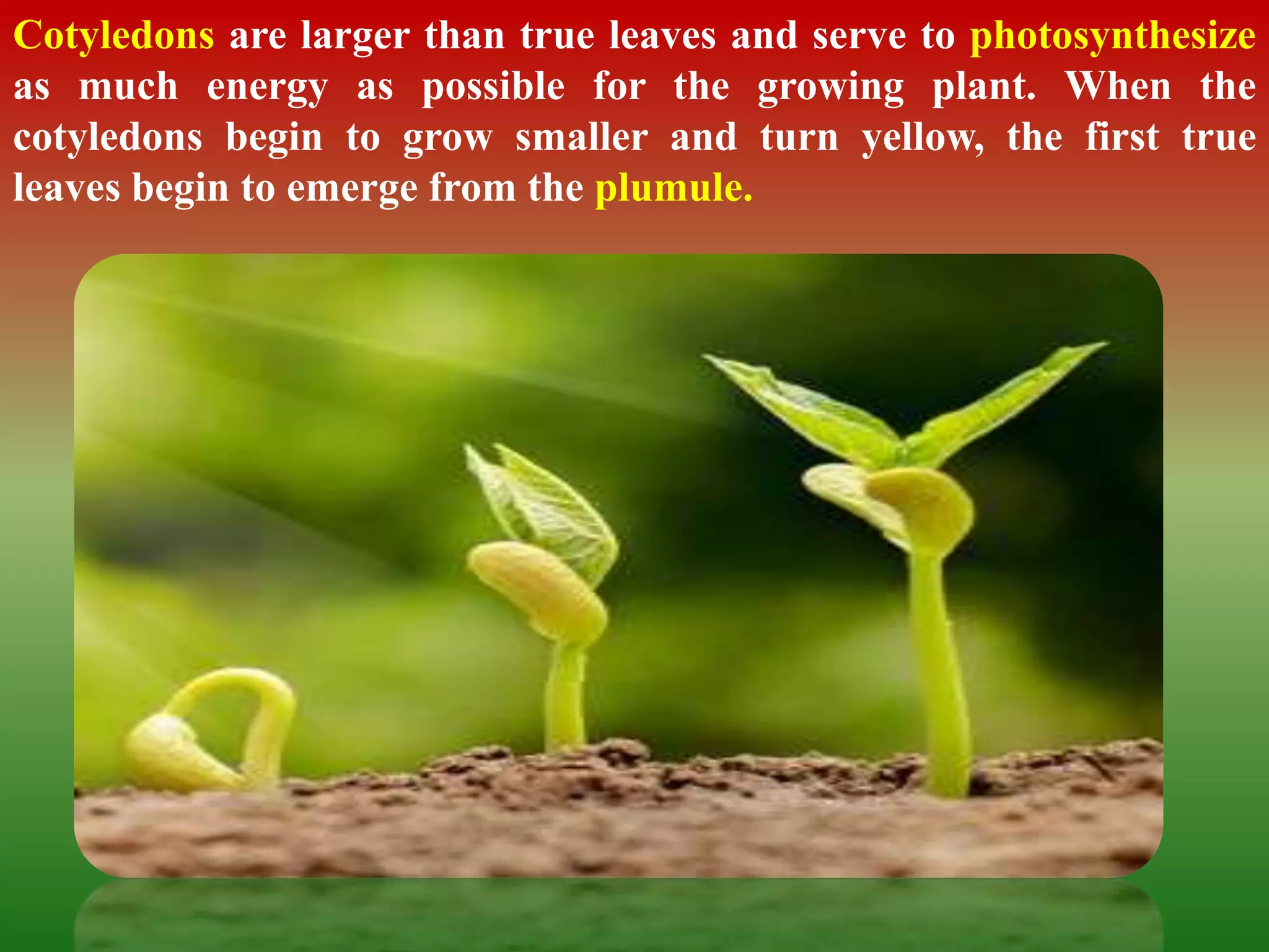 SEED GERMINATION- CLASS-V ENVIRONMENTAL STUDIES | PPTX
