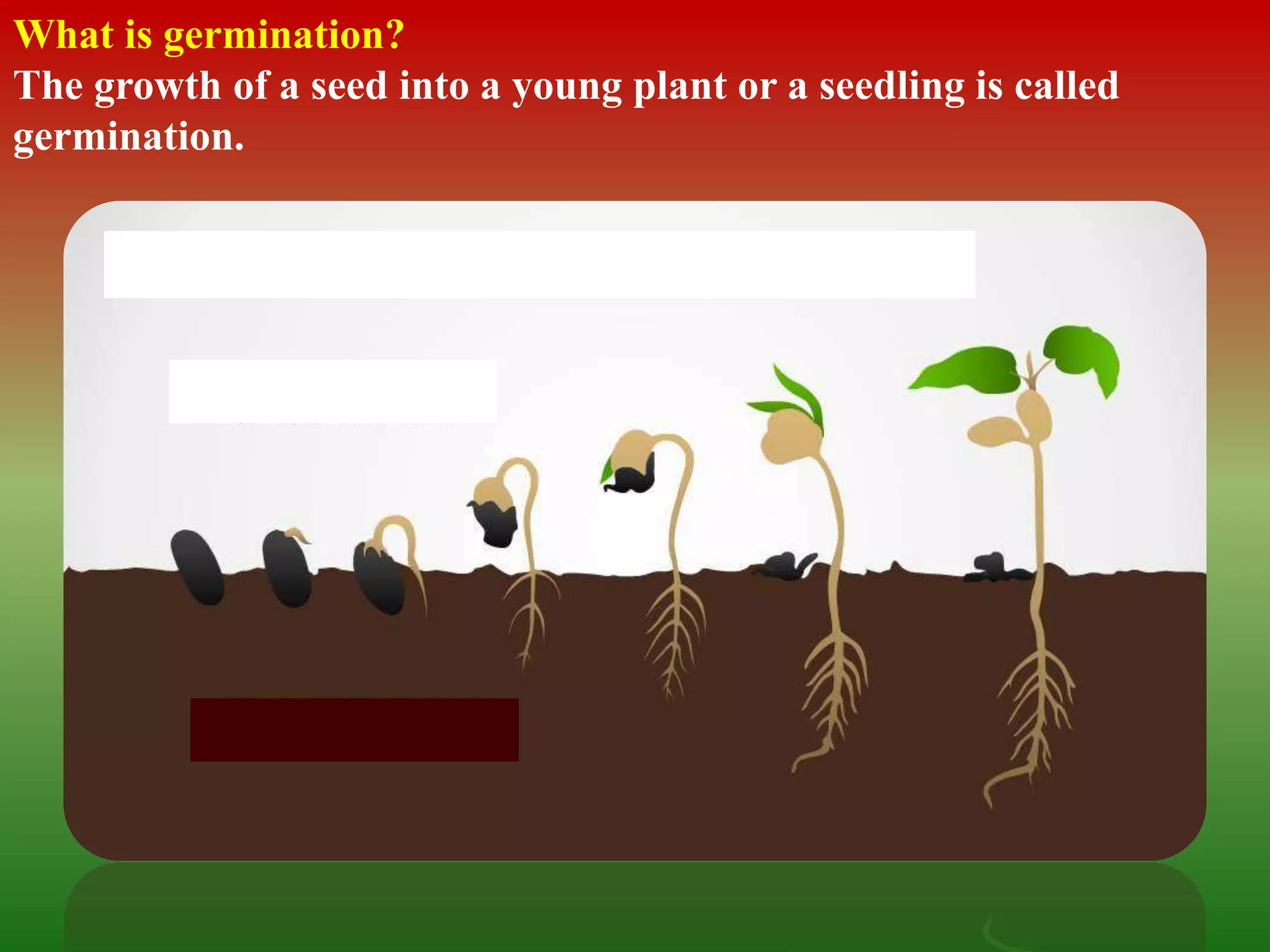 SEED GERMINATION- CLASS-V ENVIRONMENTAL STUDIES | PPTX