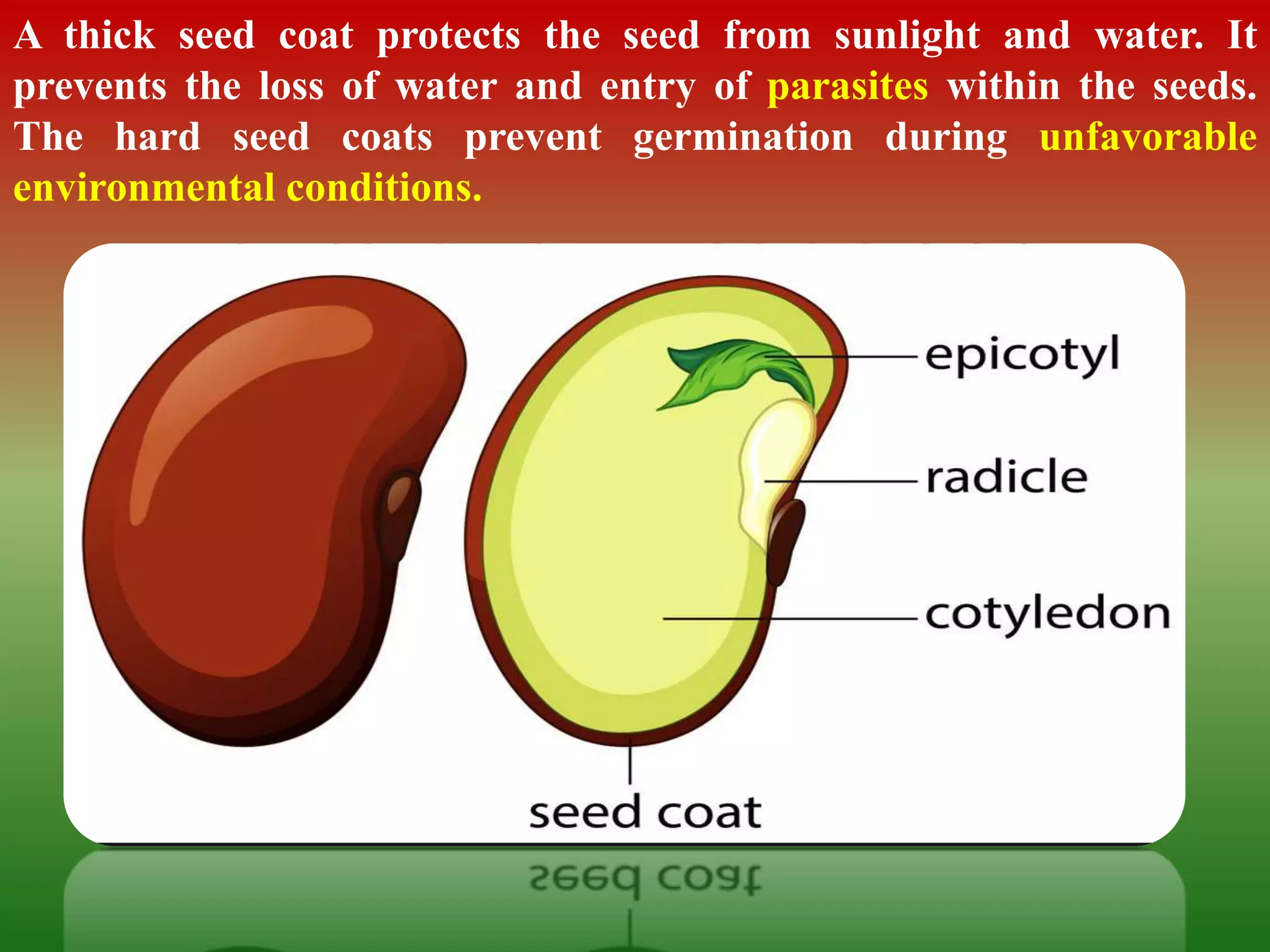 SEED GERMINATION- CLASS-V ENVIRONMENTAL STUDIES | PPTX