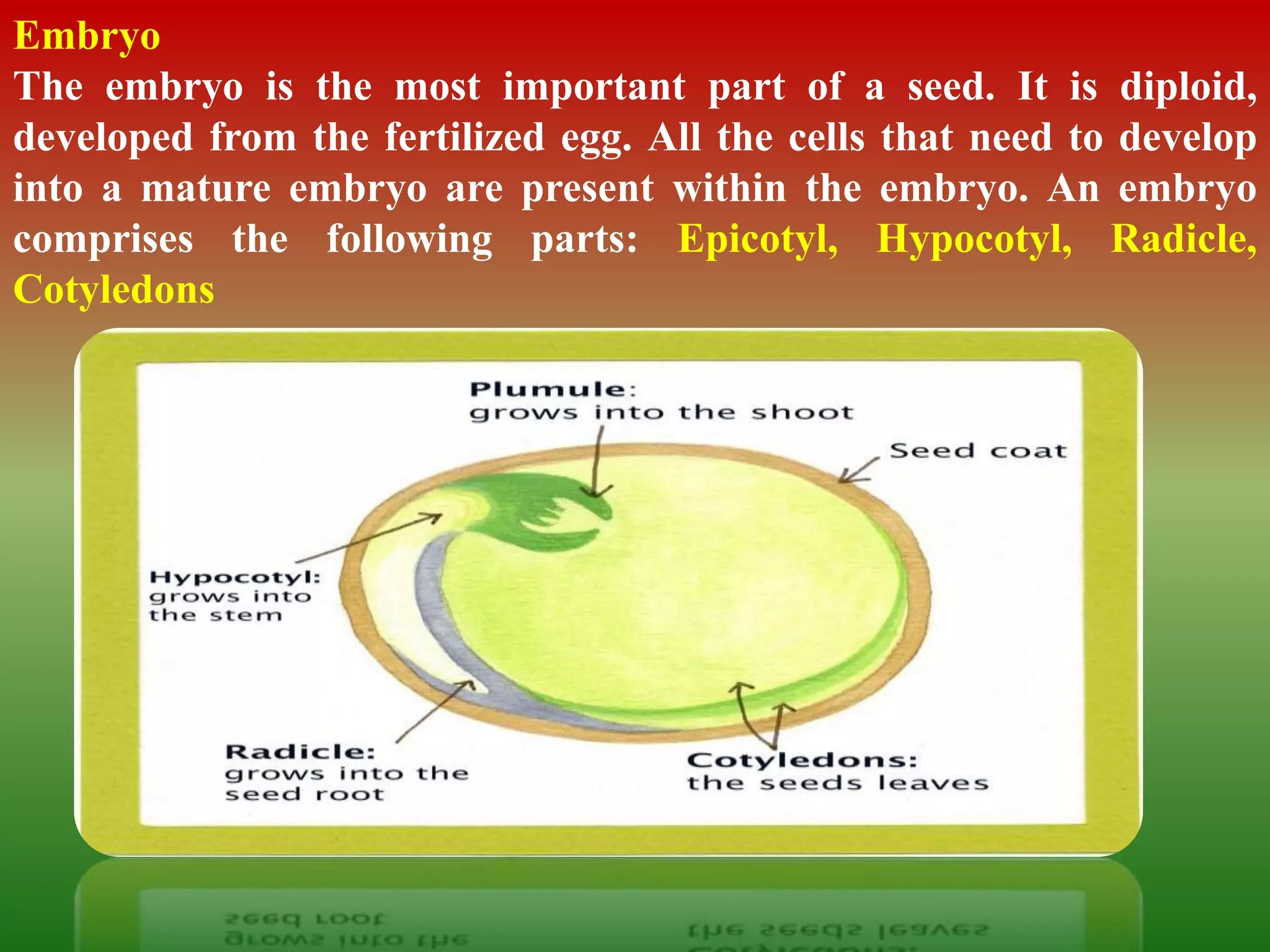 SEED GERMINATION- CLASS-V ENVIRONMENTAL STUDIES | PPTX