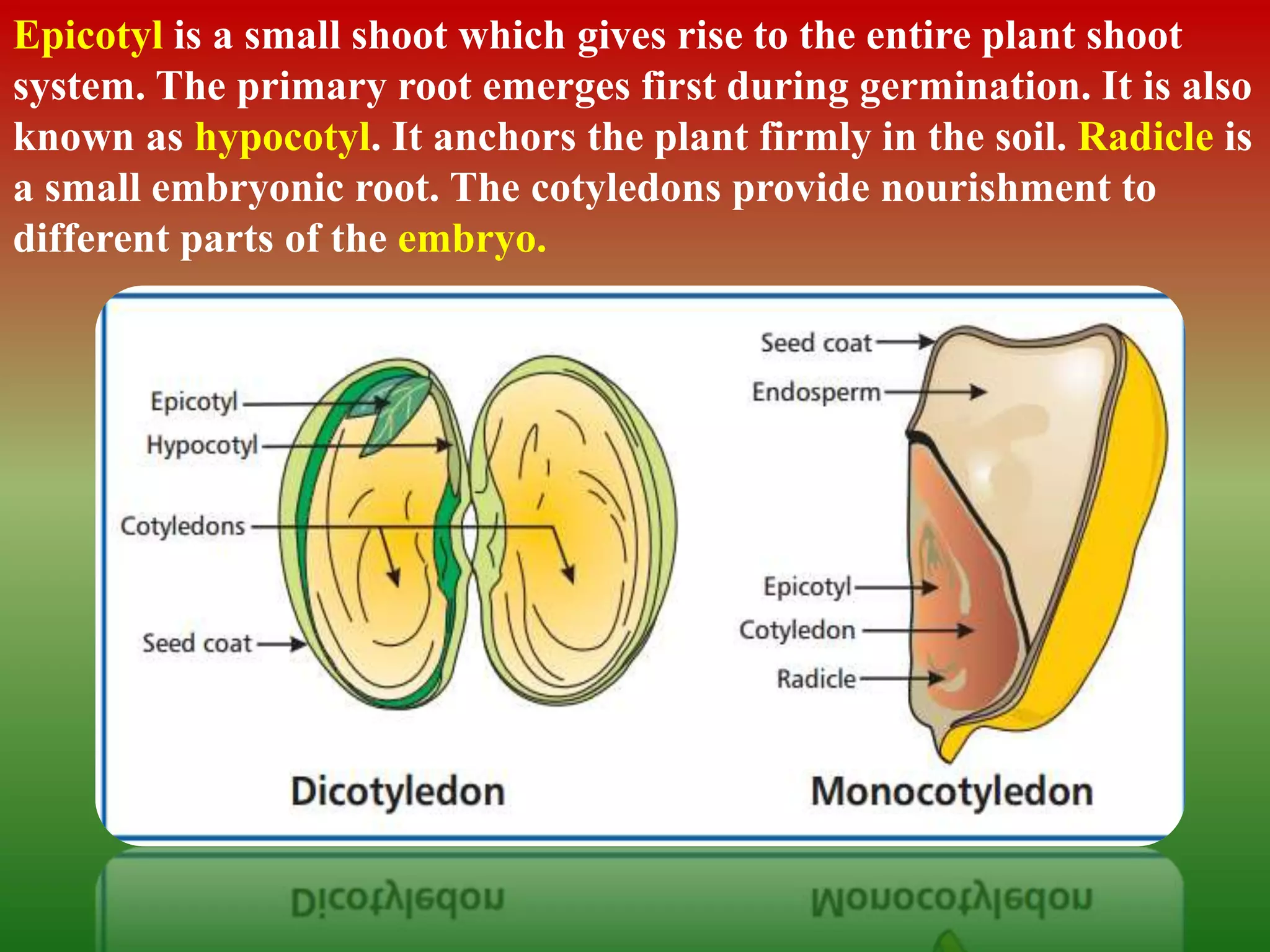 SEED GERMINATION- CLASS-V ENVIRONMENTAL STUDIES | PPTX