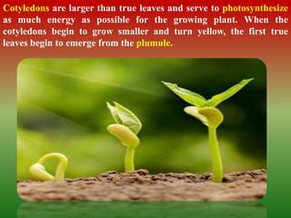 SEED GERMINATION- CLASS-V ENVIRONMENTAL STUDIES | PPTX