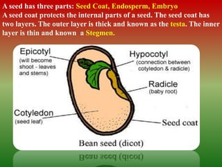 SEED GERMINATION- CLASS-V ENVIRONMENTAL STUDIES | PPTX