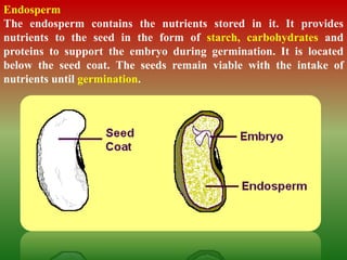 SEED GERMINATION- CLASS-V ENVIRONMENTAL STUDIES | PPTX