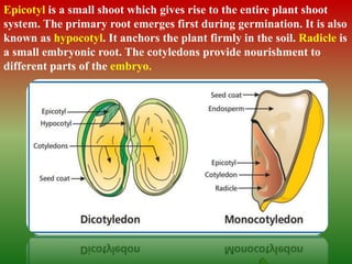 SEED GERMINATION- CLASS-V ENVIRONMENTAL STUDIES | PPTX