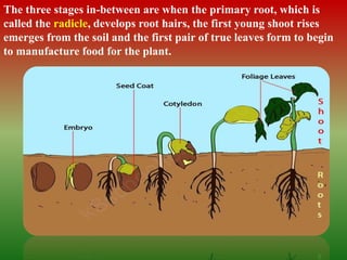 Germination Of Seeds Diagram For Kids