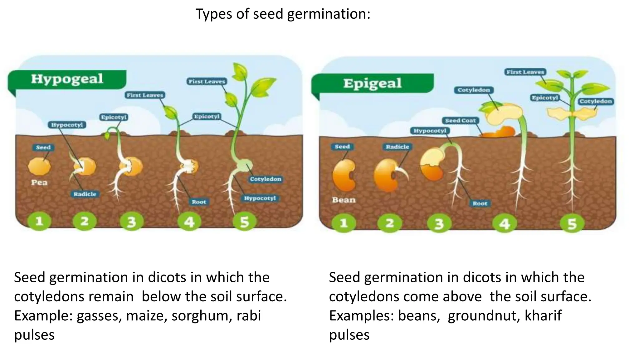 Seed germination - types and phases of germination.pptx