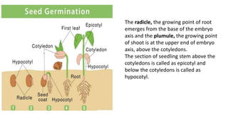Seed germination - types and phases of germination.pptx