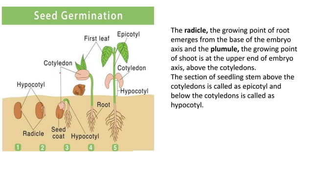Seed germination - types and phases of germination.pptx