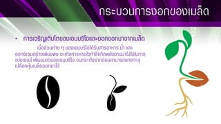 Seed germination and dormancy powerpoint | PPT