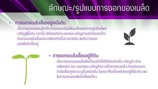 Seed germination and dormancy powerpoint | PPT