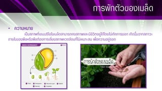Seed germination and dormancy powerpoint | PDF
