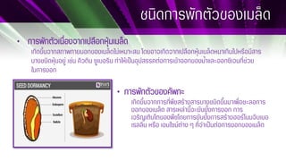 Seed germination and dormancy powerpoint | PPT