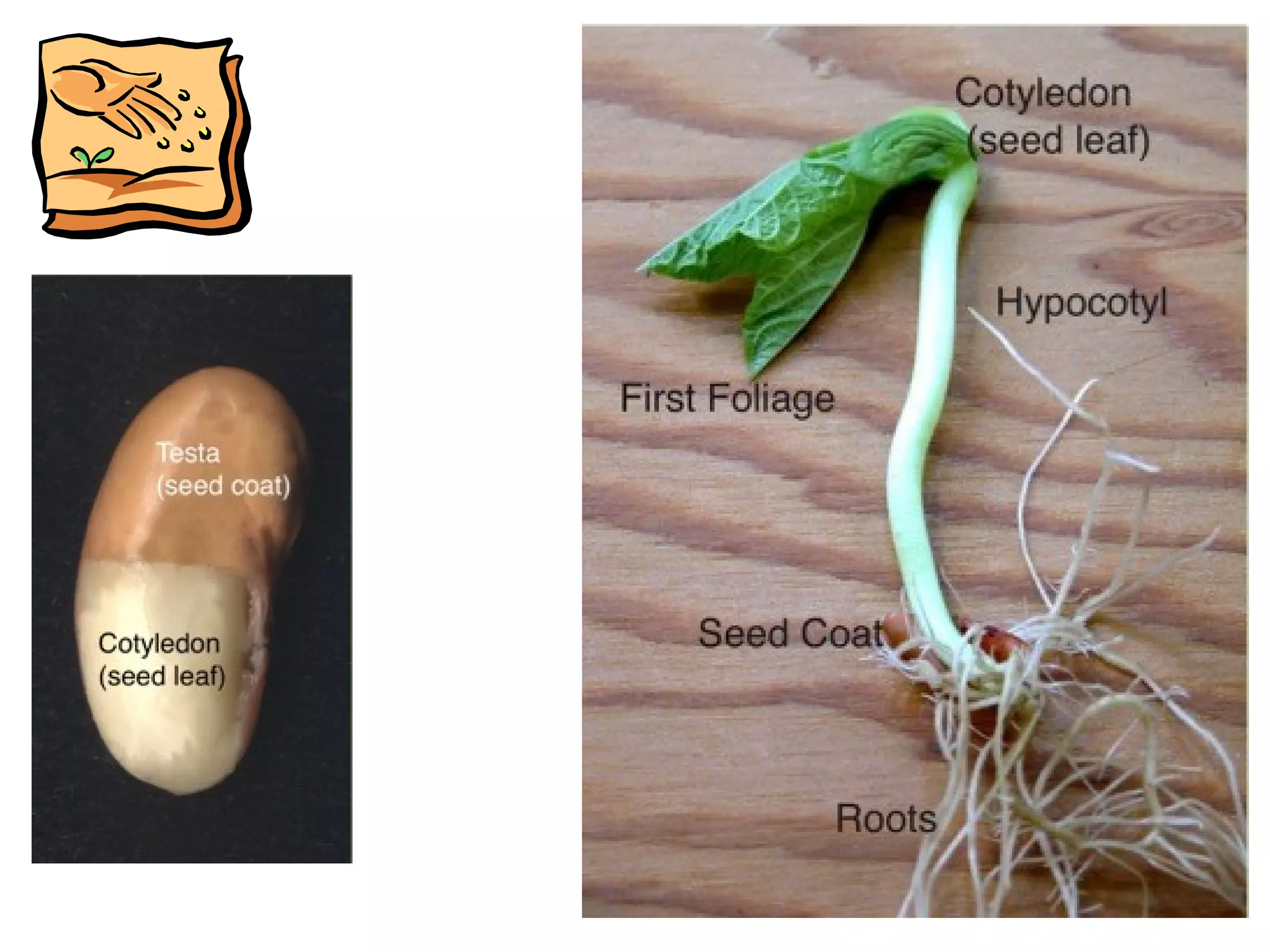 Seed Germination Notes | PPT