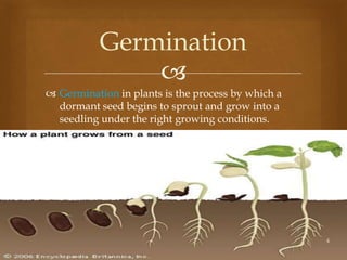 Seed germination problems | PPTX