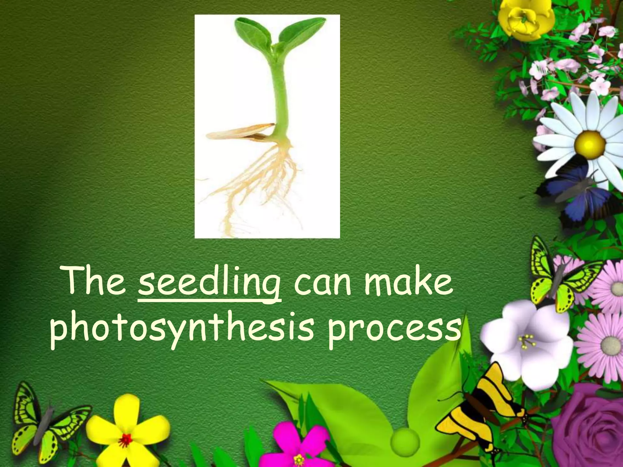 Seed germination process | PPTX