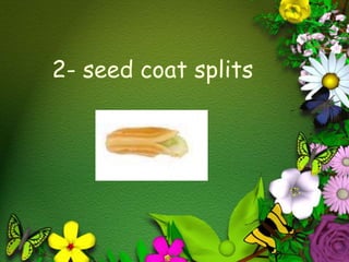 Seed germination process | PPTX