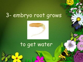 Seed germination process | PPTX