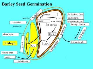 Seedgermination process ppt | PPT