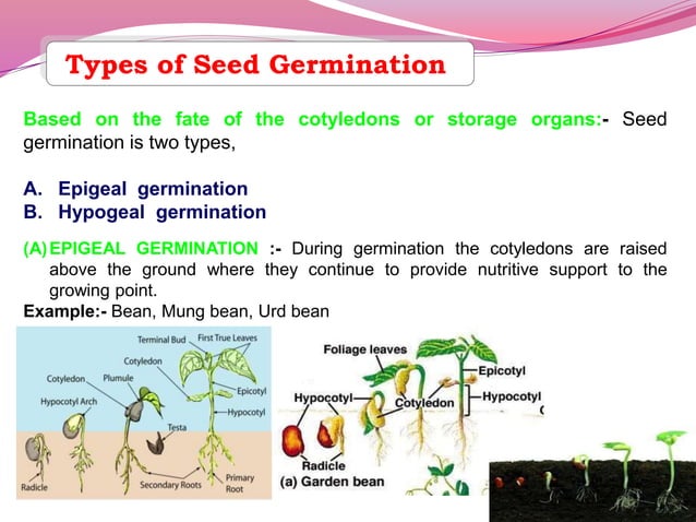 seed germination pulsee.pptx