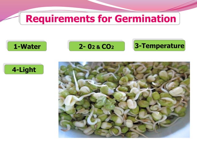 seed germination pulsee.pptx