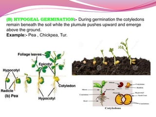 Hypogeal Germination In Maize
