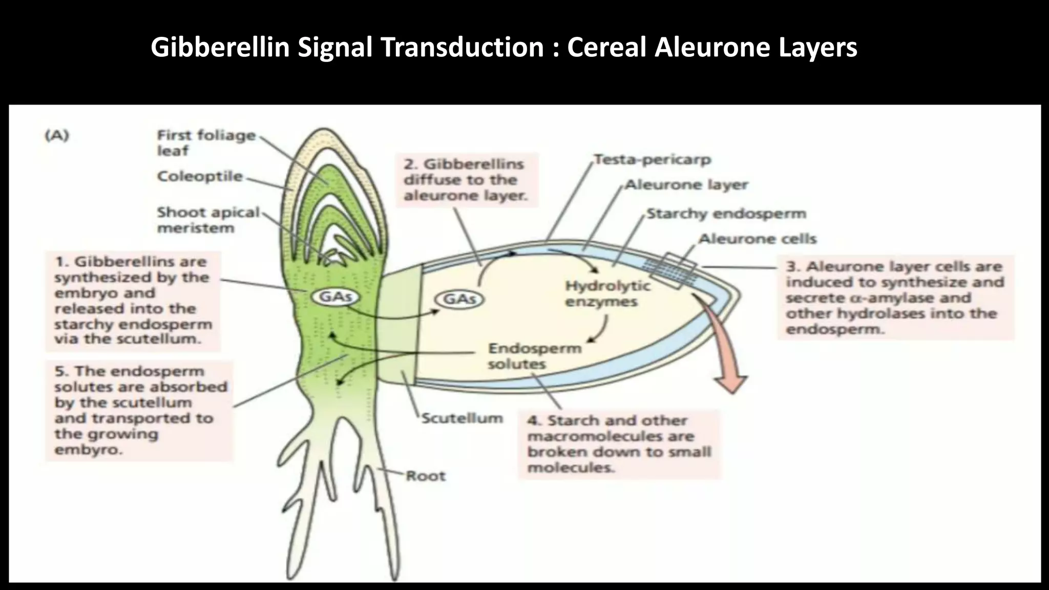 Seed Germination & Role of GA | PPTX