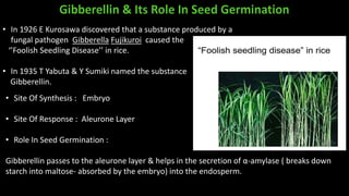 Seed Germination & Role of GA | PPTX