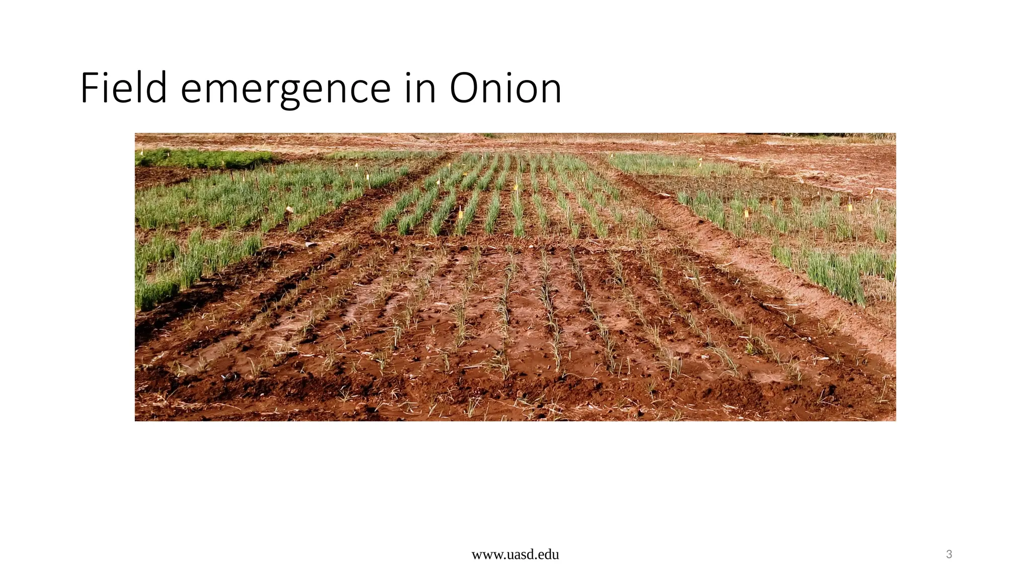 seed germination test between paper.pptx