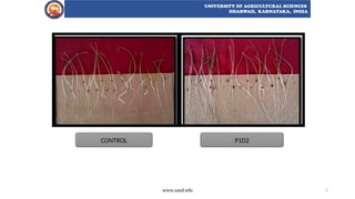 seed germination test between paper.pptx