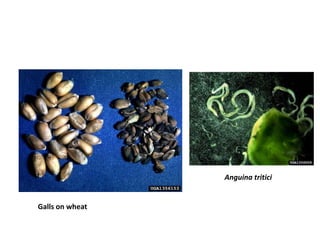 Seed health testing | PPTX