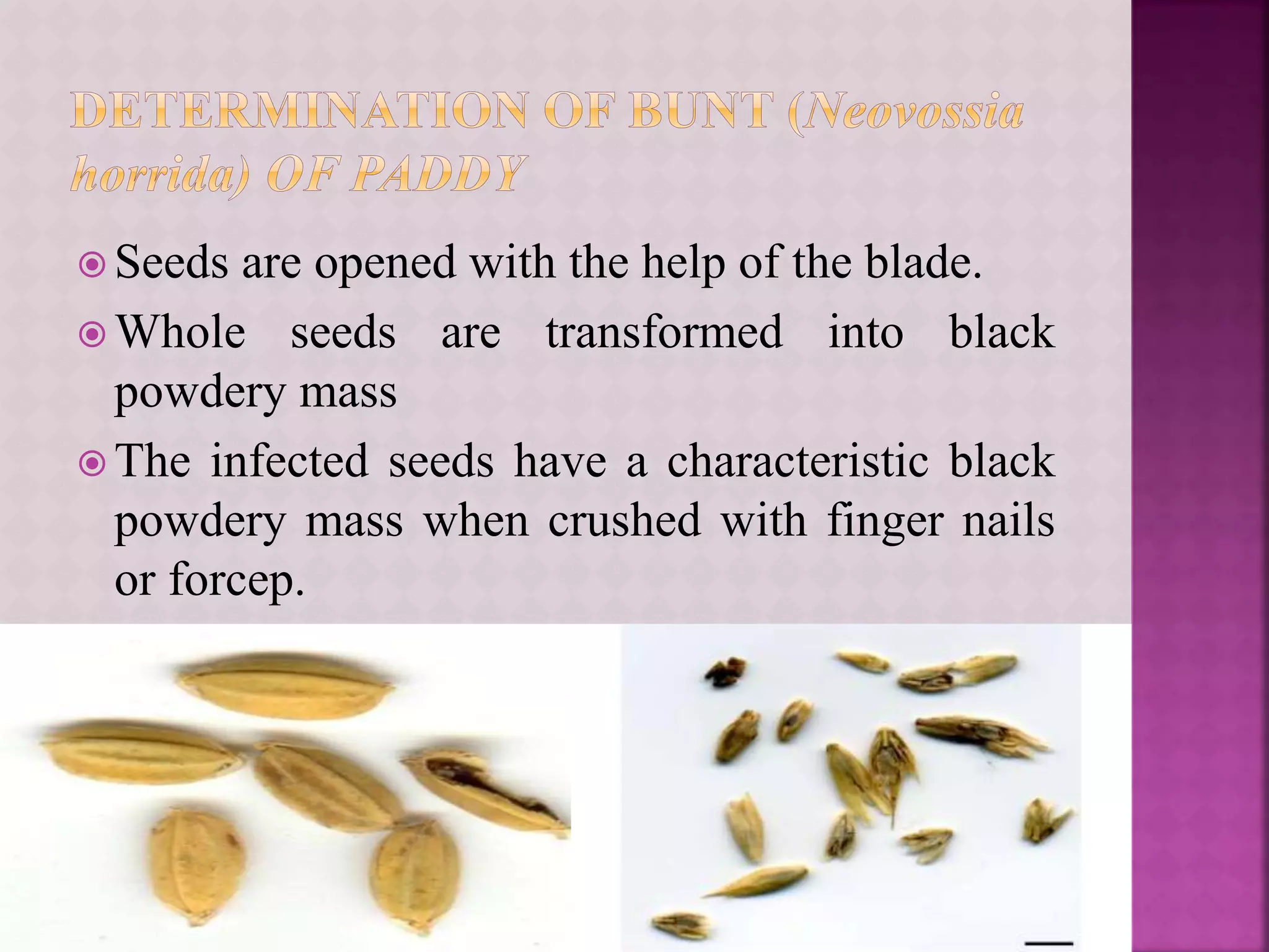 Seed health testing | PPTX