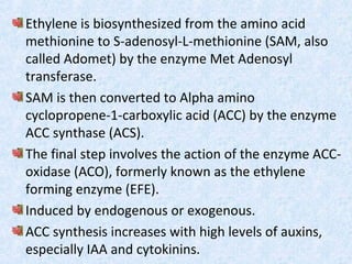 Seed hormones | PPT