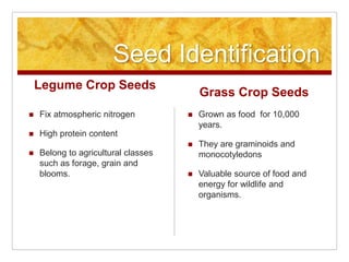 Seed Identification | PPTX