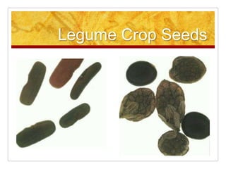 Seed Identification
