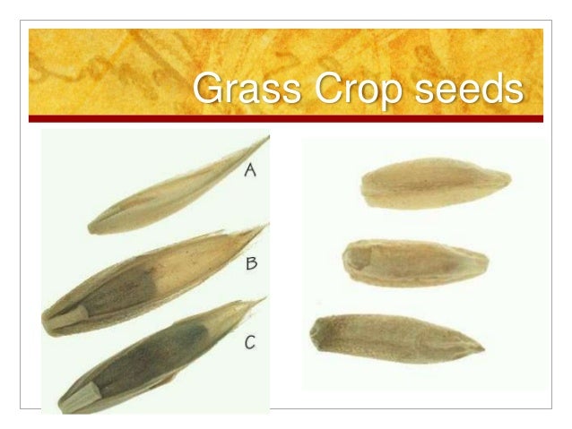 Seed Identification Guide