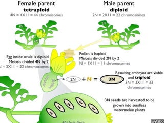 Seedless in fruit crops: Parthenocarpic fruits | PPTX