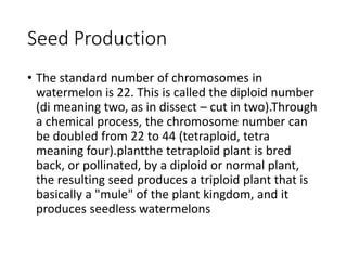 Seedlessness In Watermelon | PPT
