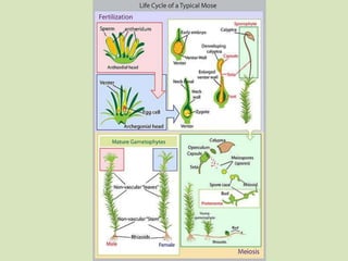 Vascular Seedless Plants Life Cycle