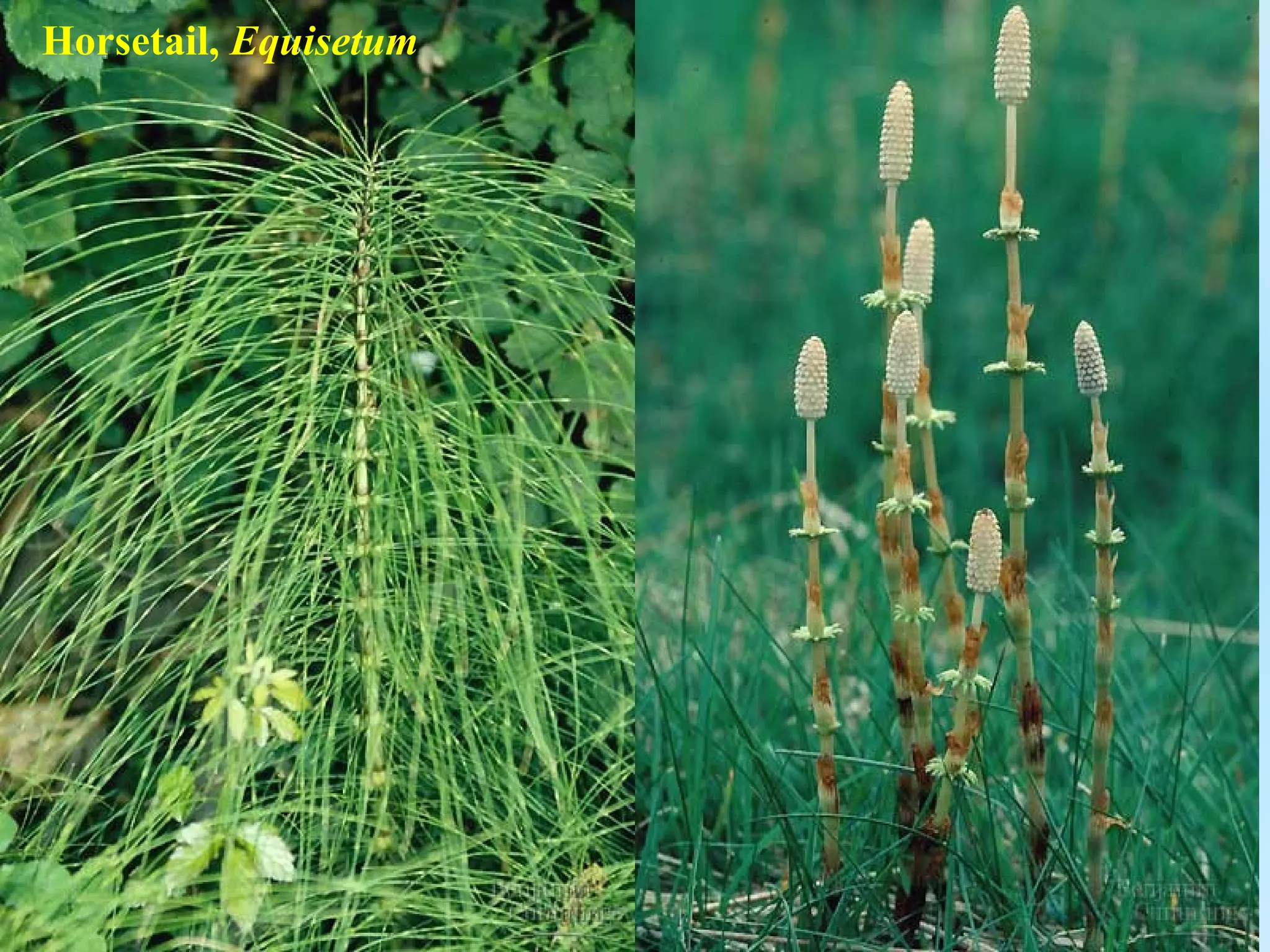 Seedless vascular plants | PPT