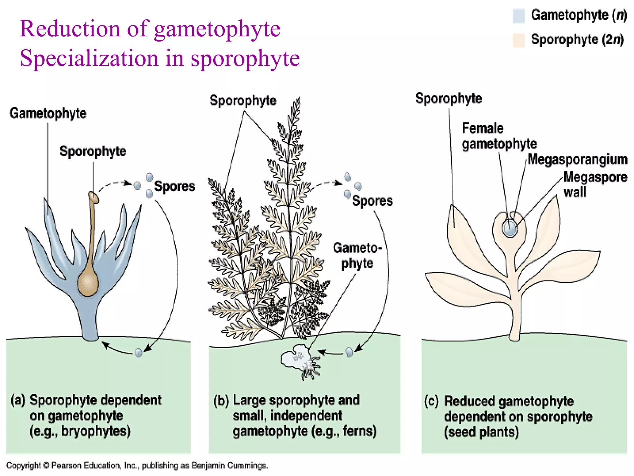 Seedless vascular plants | PPT