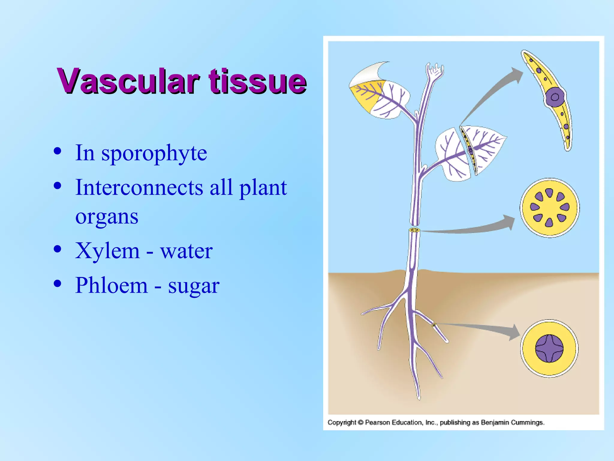 Seedless vascular plants | PPT