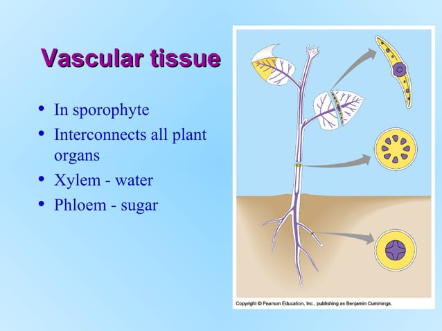Seedless vascular plants | PPT