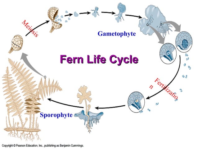 Seedless vascular plants | PPT