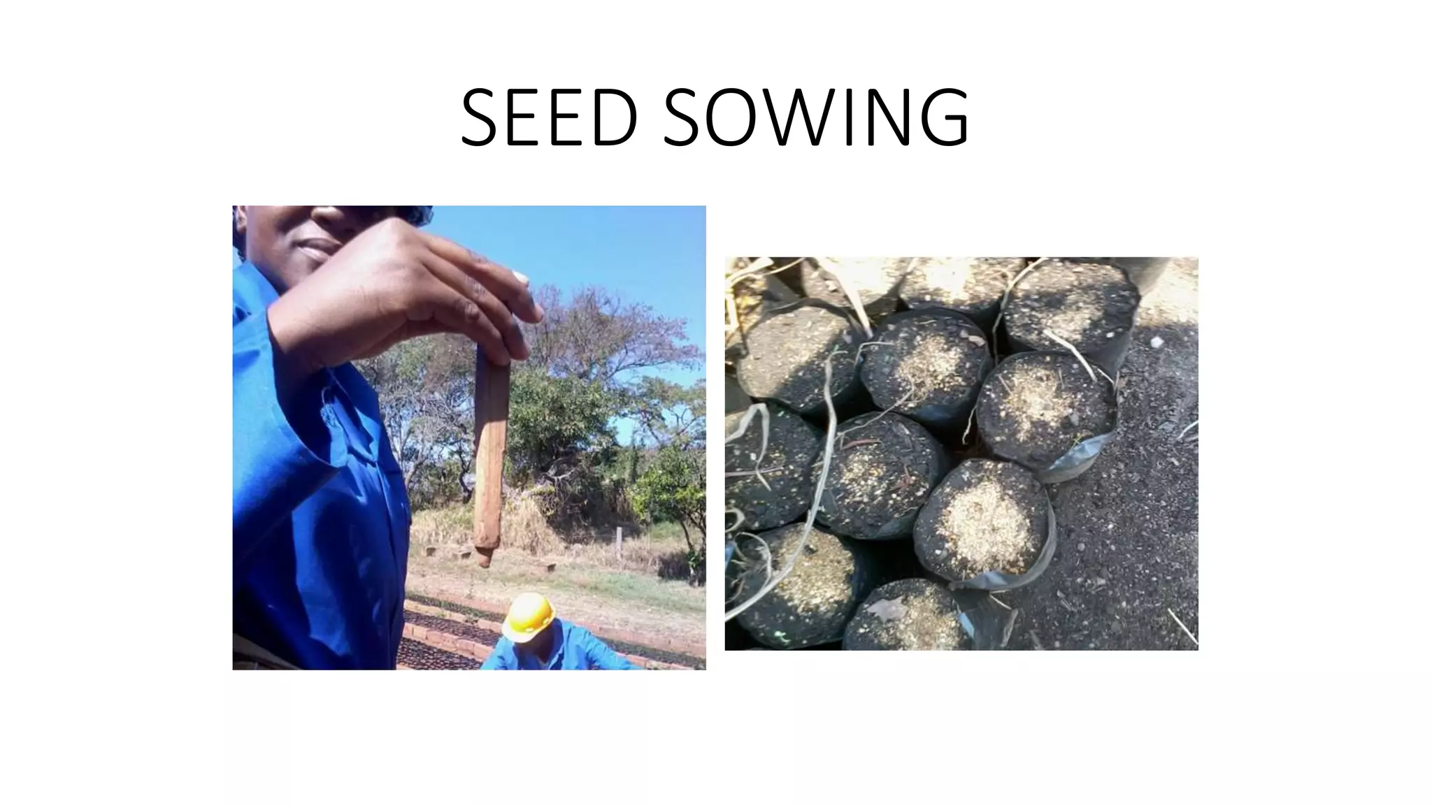 SEEDLING RAISING METHODS DAY 3.pptx