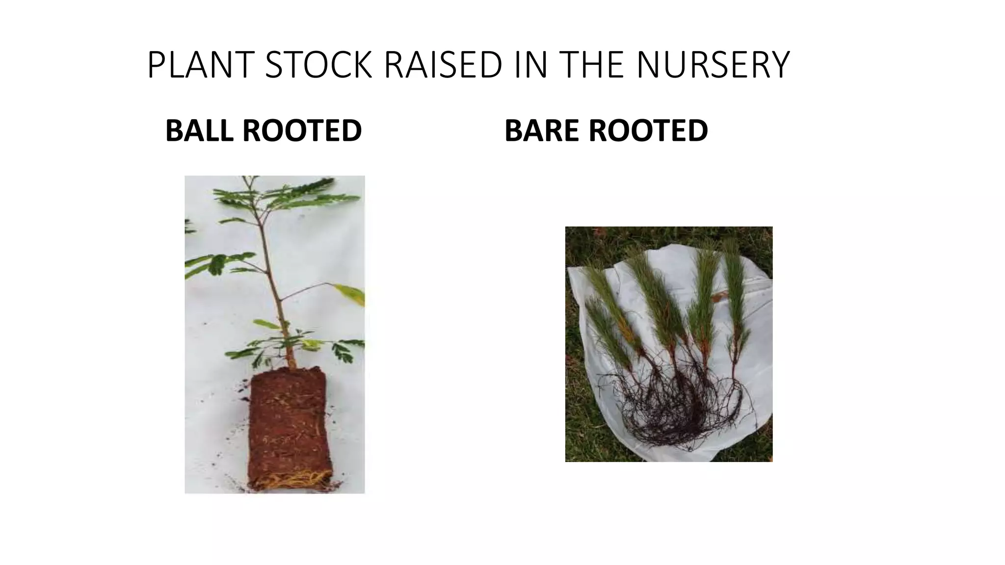 SEEDLING RAISING METHODS DAY 3.pptx