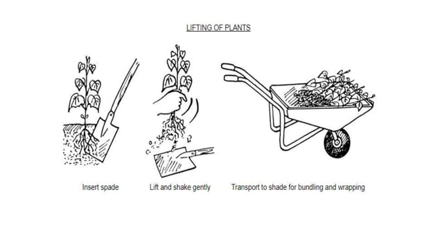 SEEDLING RAISING METHODS DAY 3.pptx | Gardening | Home & Garden