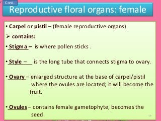 Seed maturation in mustard | PPT