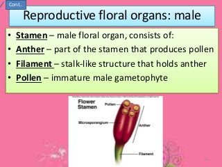 Seed maturation in mustard | PPT